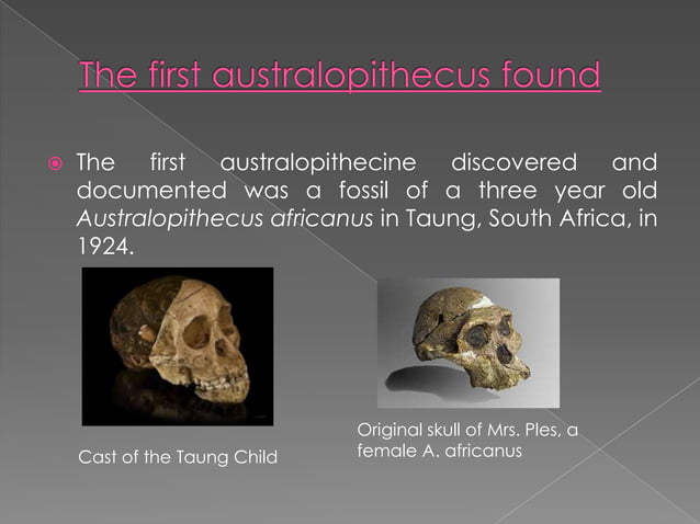 Australopithecus | PPTX