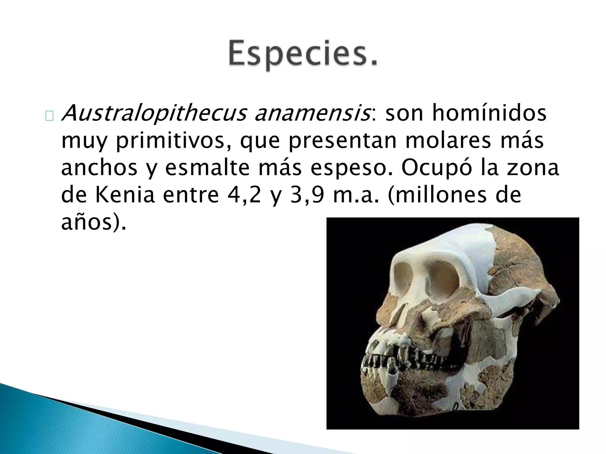 Australopithecus | PPT