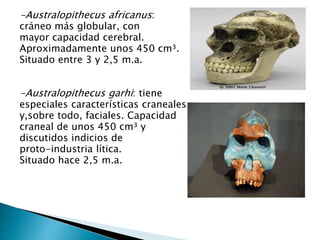 Australopithecus | PPTX