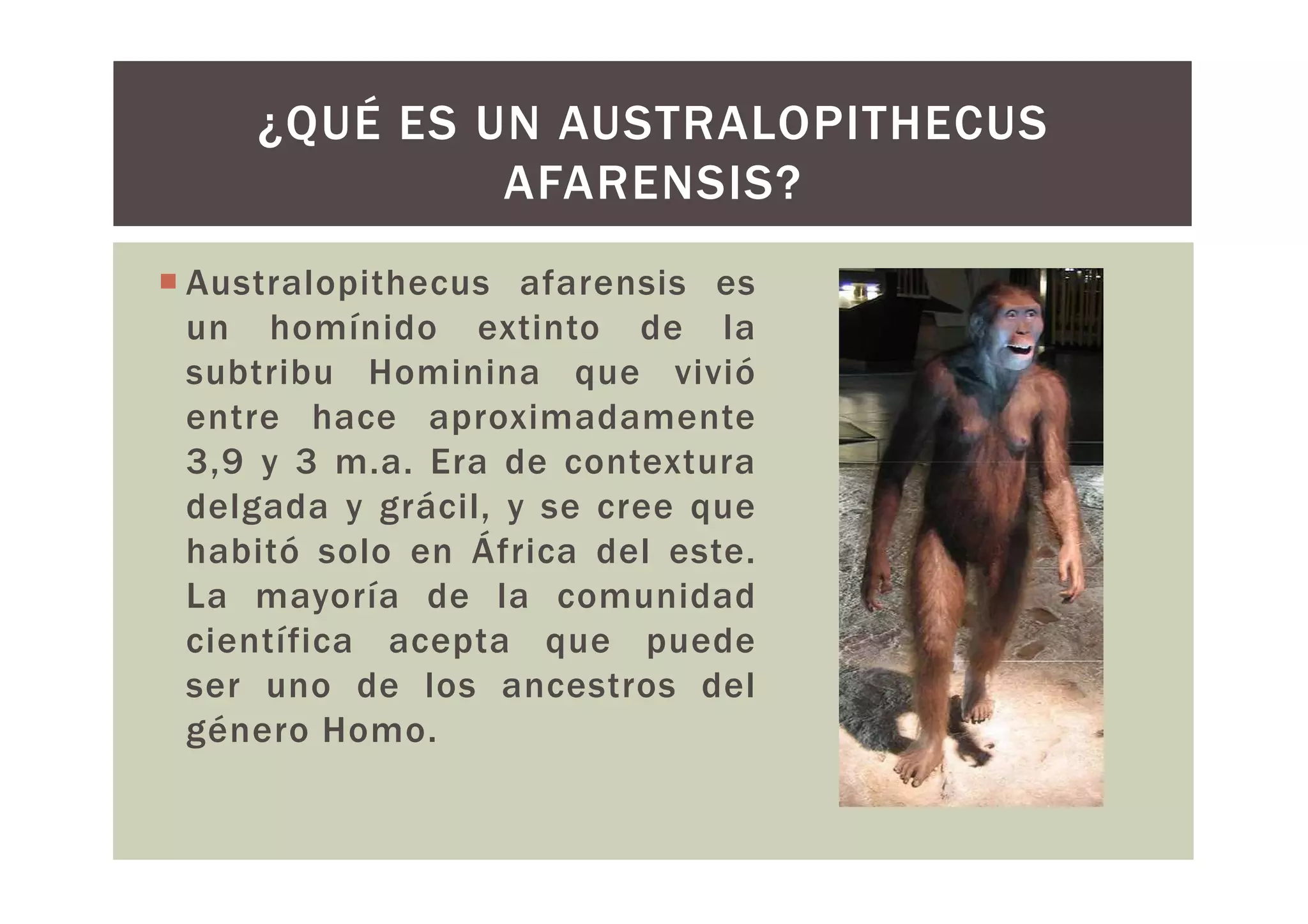 Australopithecus afarensis | PDF
