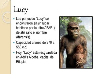 Australopithecus afarensis | PPTX