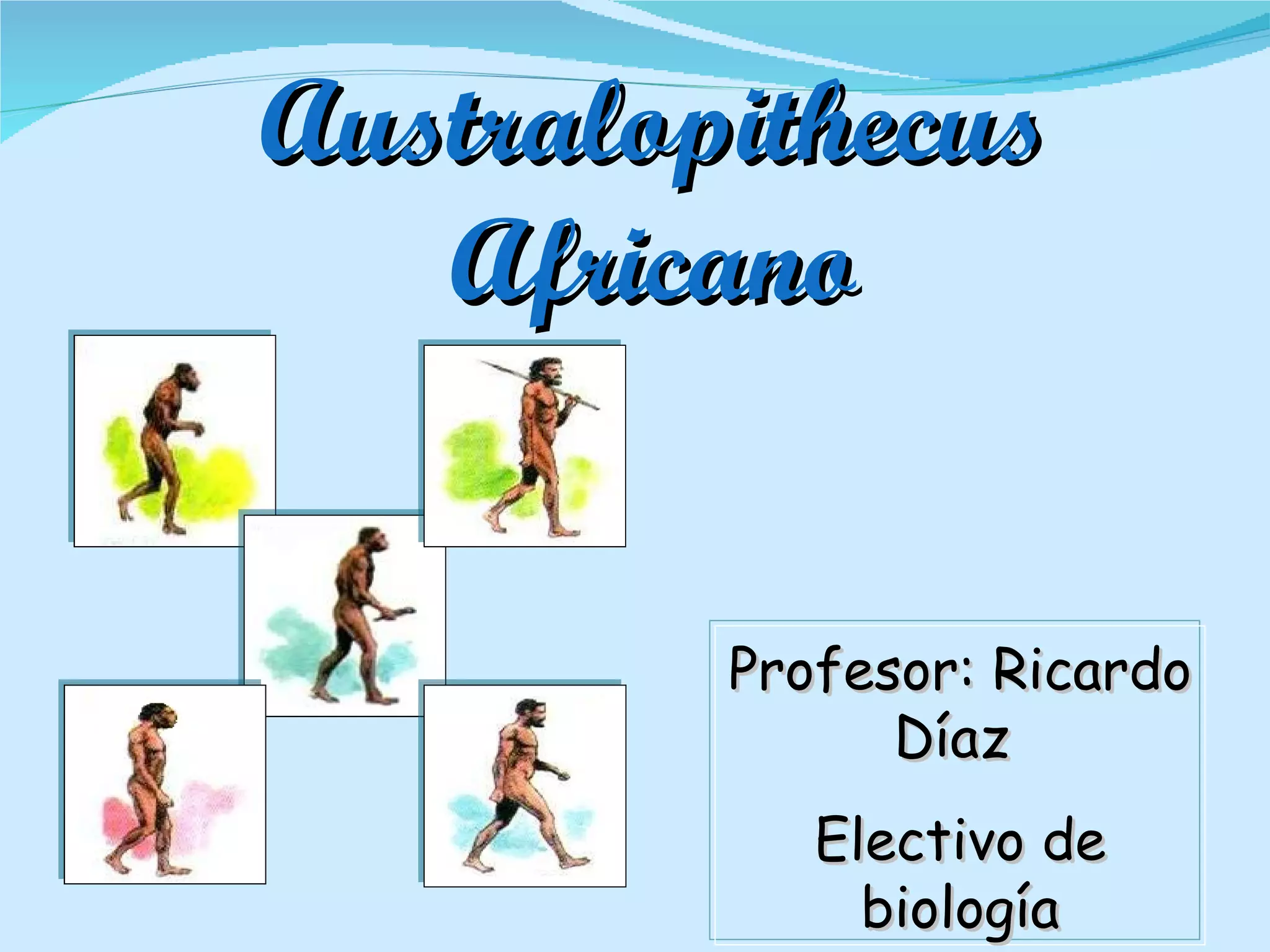 Australopithecus africanus | PPT