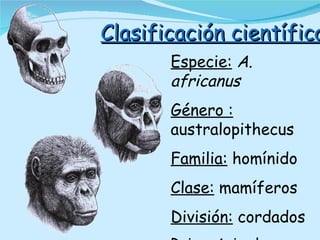 Australopithecus africanus | PPT