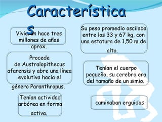 Australopithecus africanus | PPT