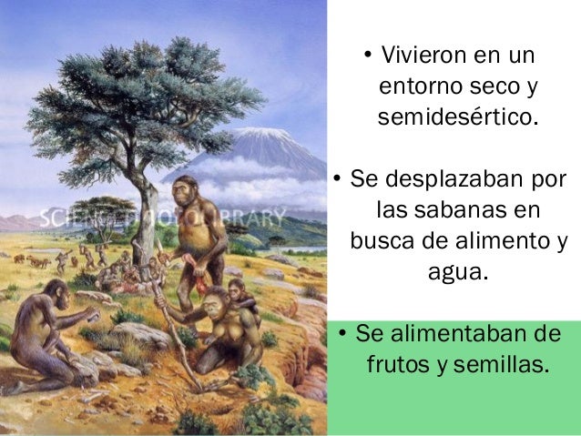 Australopithecus africanus