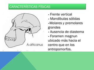 Australopithecus africanus | PDF