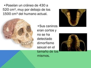 Australopithecus africanus | PDF