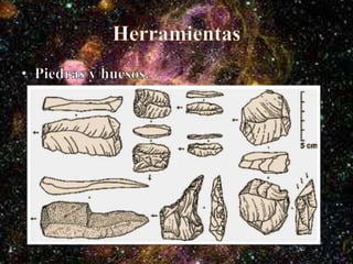 Australopithecus Afarensis Herramientas