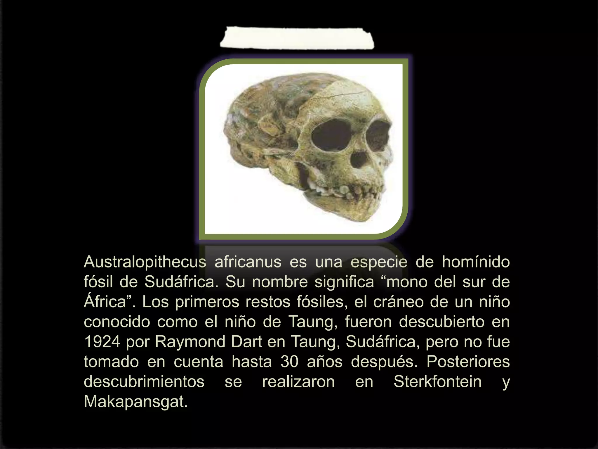 Australopithecus africanus | PPTX