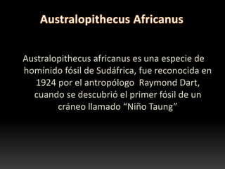 Australopithecus africanus | PPTX