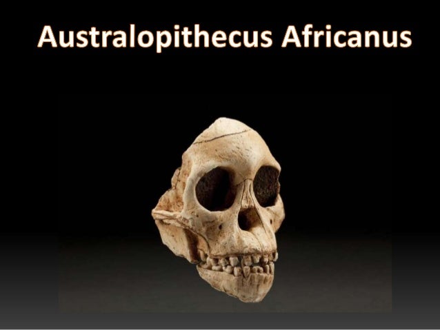 Australopithecus africanus