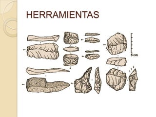 Australopithecus anamensis | PPTX