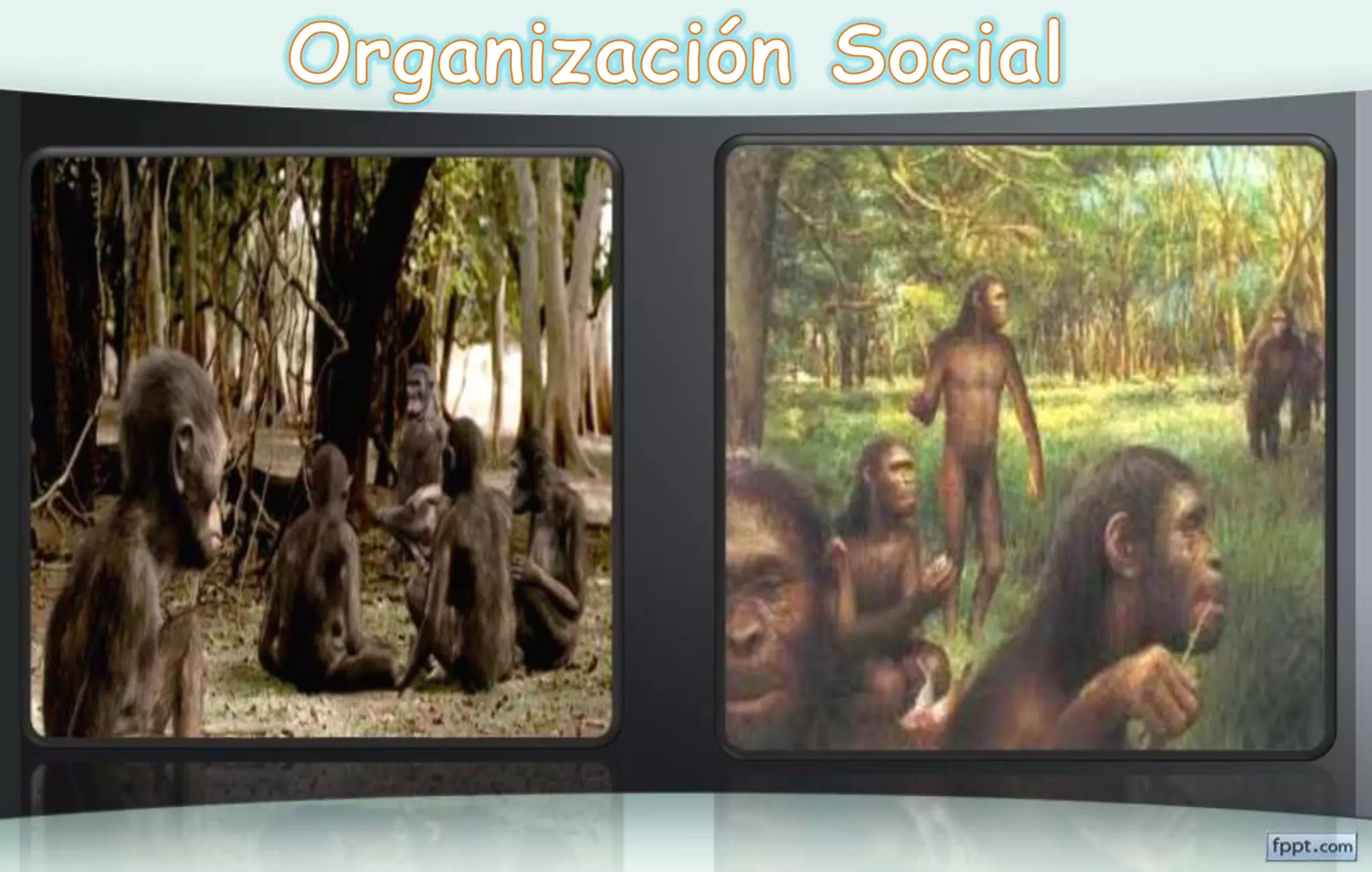 Australopithecus garhi | PPT | Descarga Gratuita