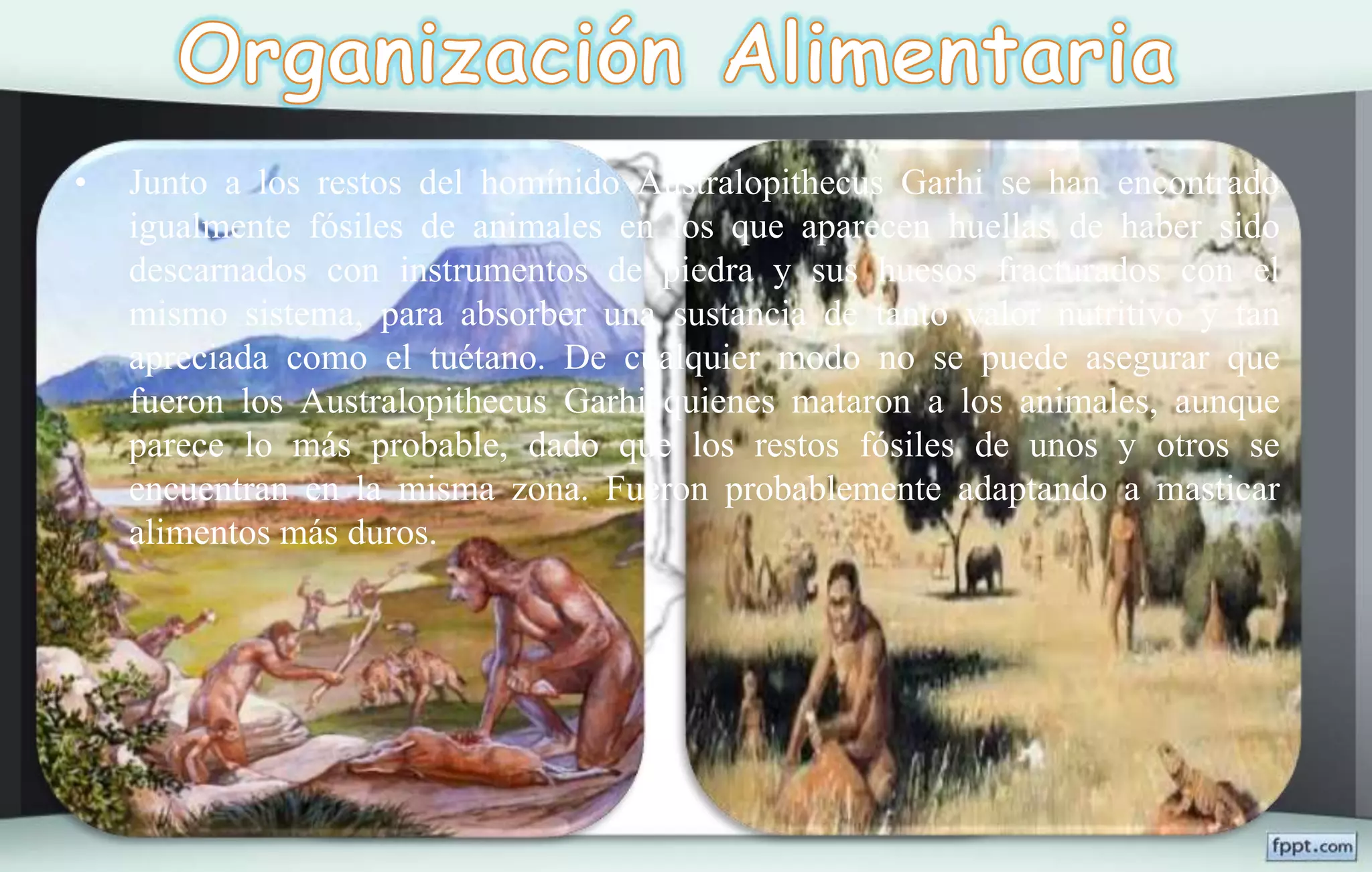 Australopithecus garhi | PPT