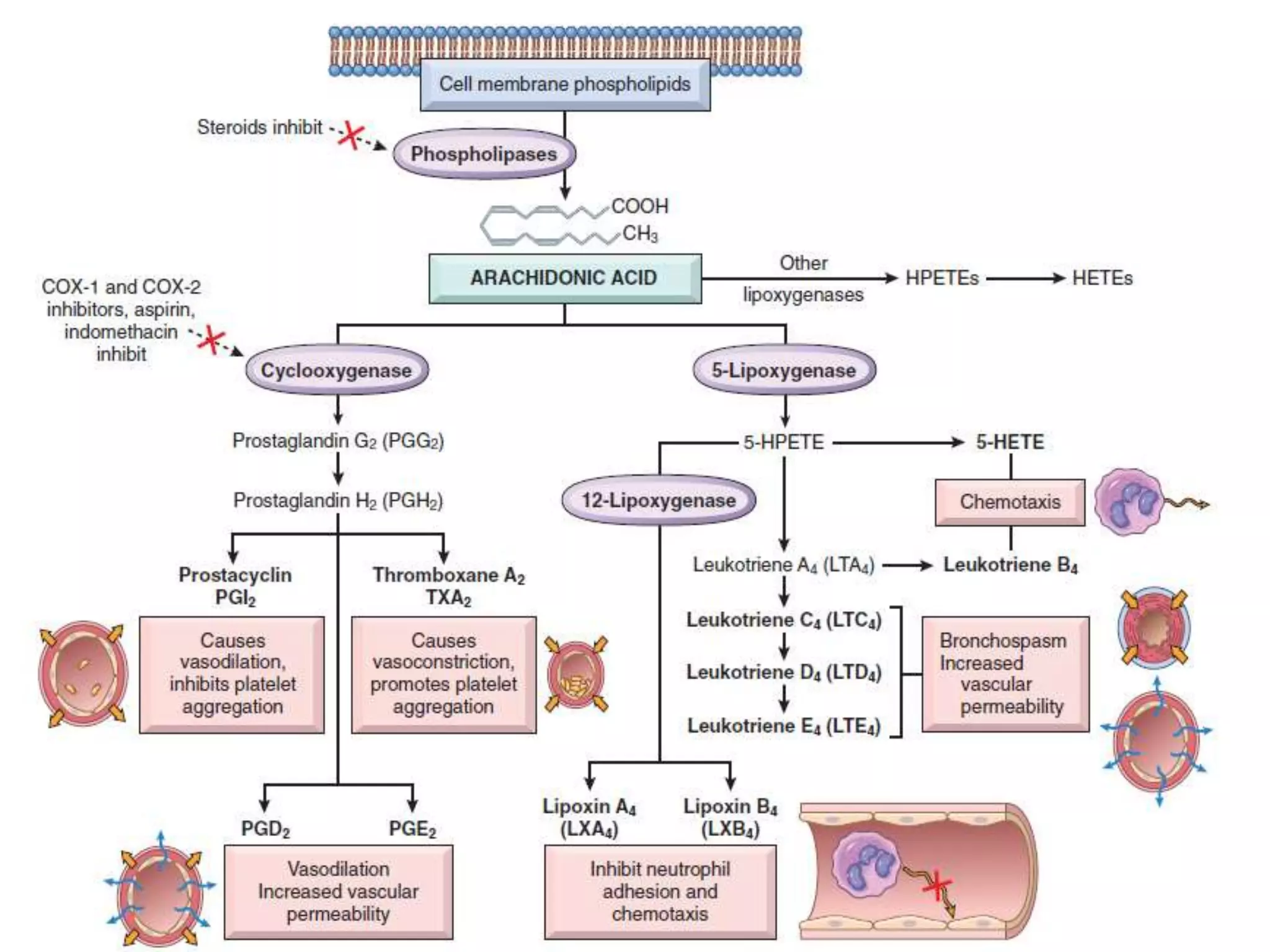 Autacoids - pharmacological actions and drugs related to them. | PPTX
