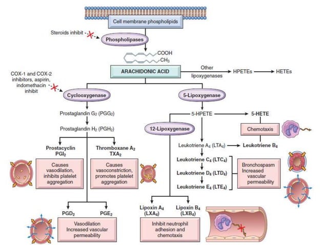 Autacoids - pharmacological actions and drugs related to them. | PPTX ...