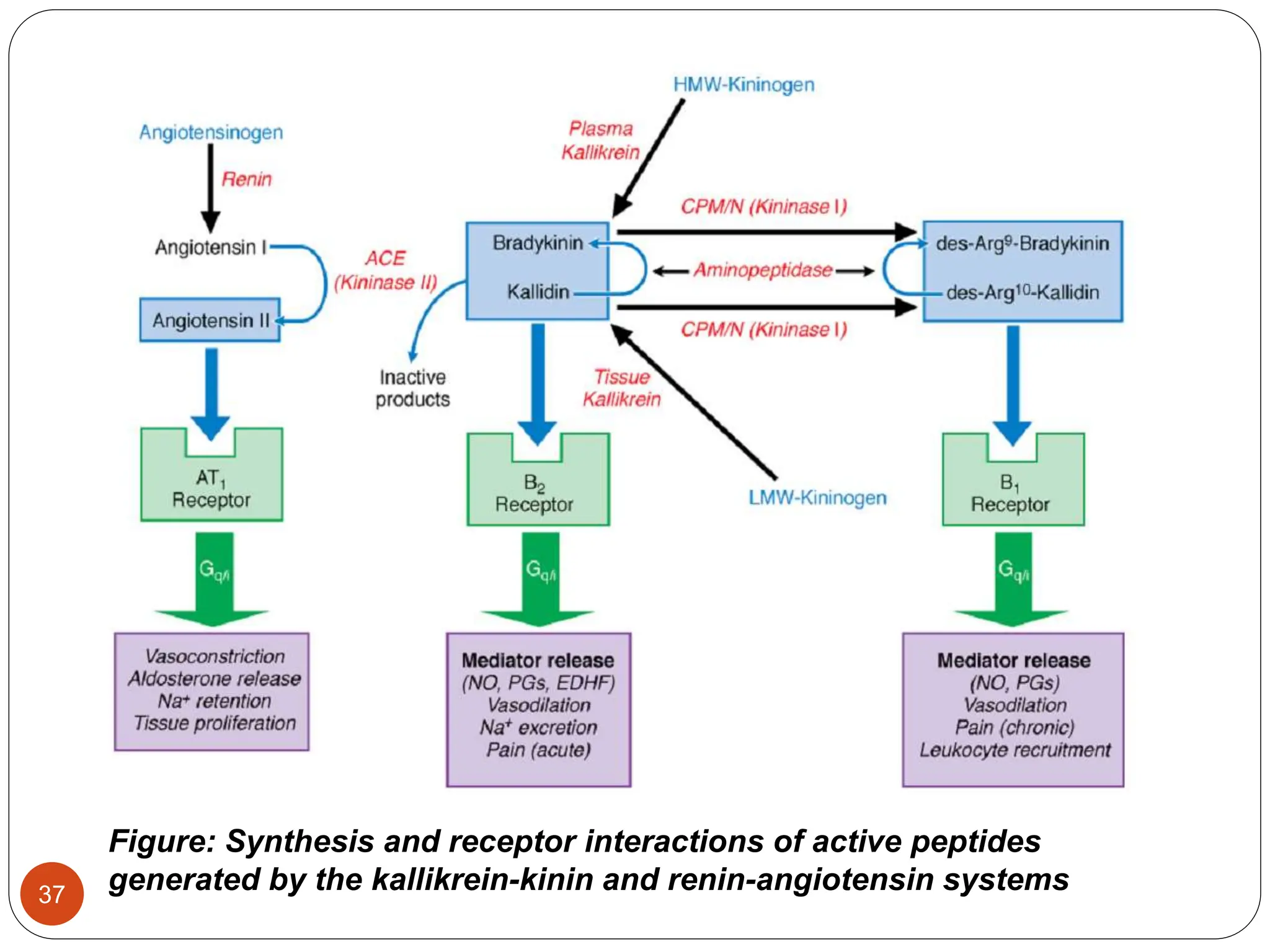 Pharmacological description of Autacoids, CHS Modified.pptx