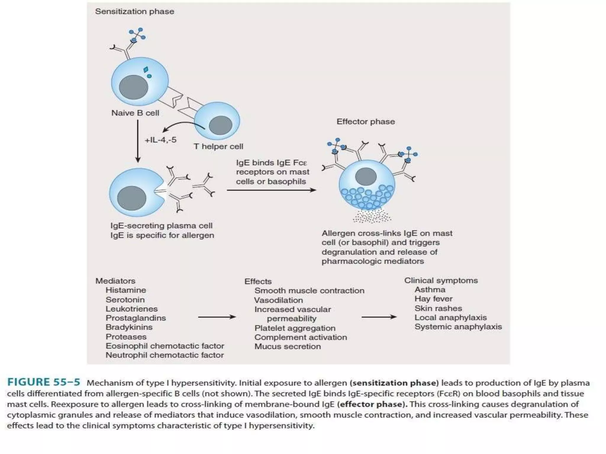Autacoids and its related drugs | PPTX