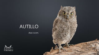 Autillo (Otus scops)