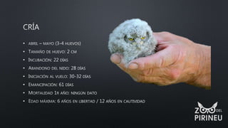Autillo (Otus scops) | PPT