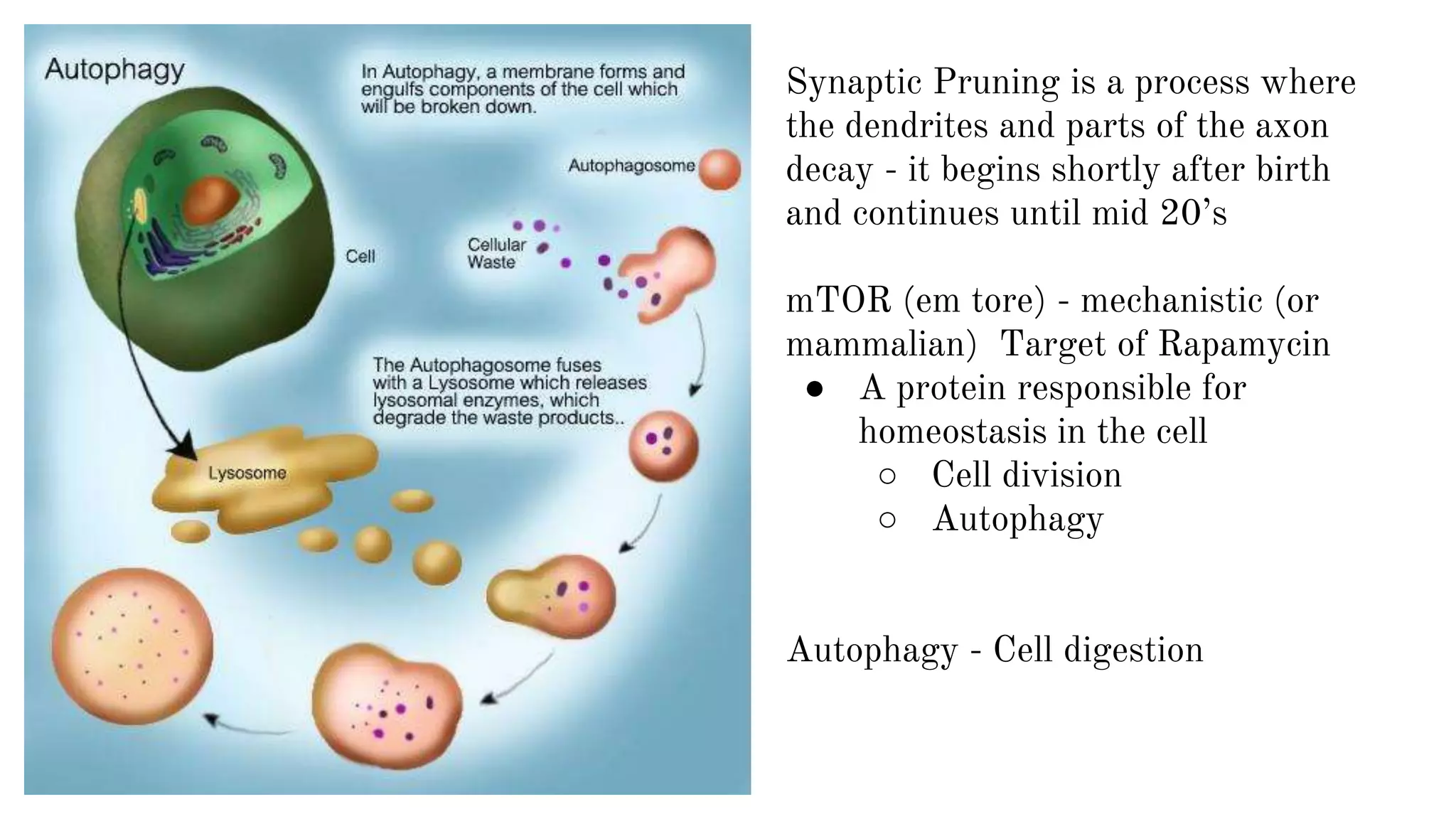 Macroautophagy Causes Synaptic Pruning Deficits | PPT
