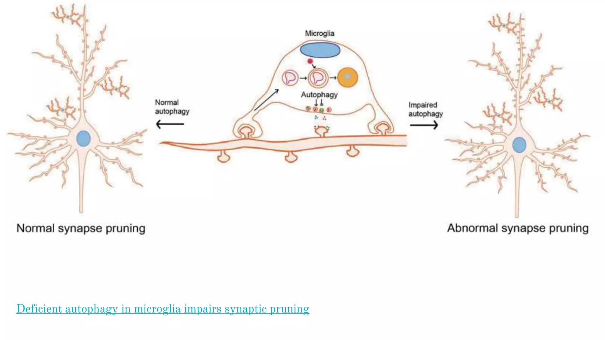 Macroautophagy Causes Synaptic Pruning Deficits | PPT