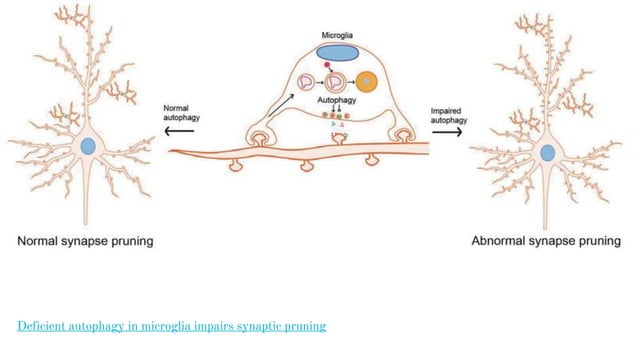 Macroautophagy Causes Synaptic Pruning Deficits | PPT