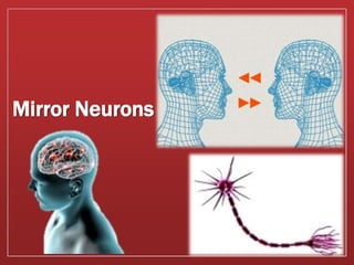 Autism and the Brain | PPTX