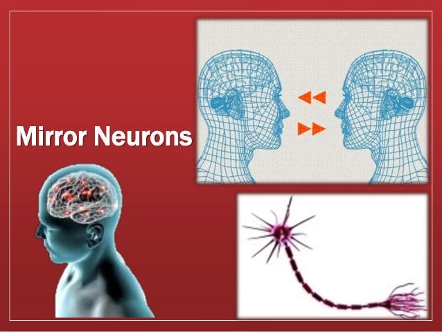 Autism and the Brain