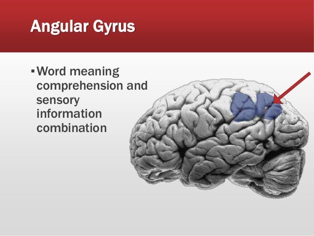 Autism and the Brain