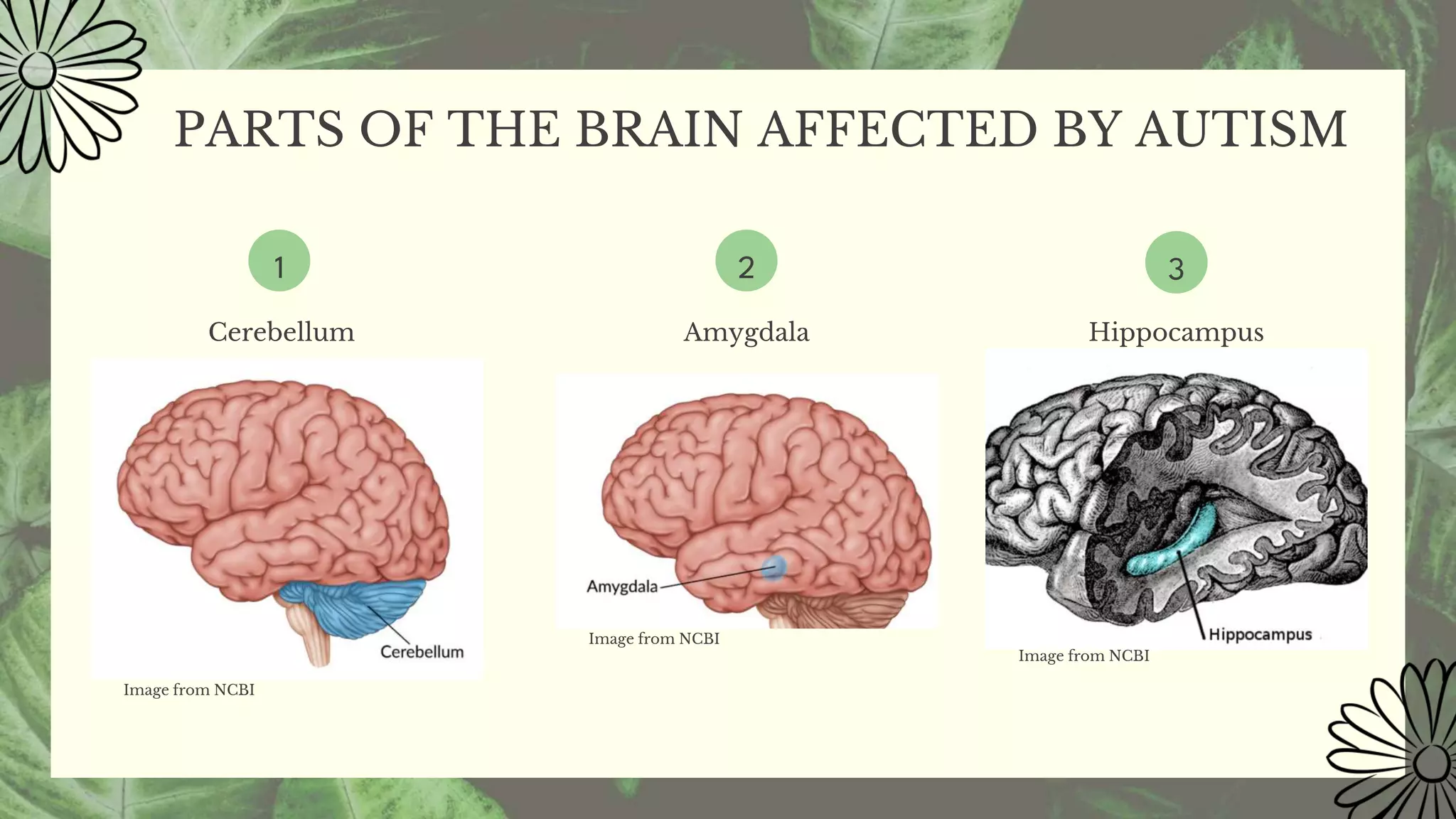 Neurobiology: Autism | PPTX