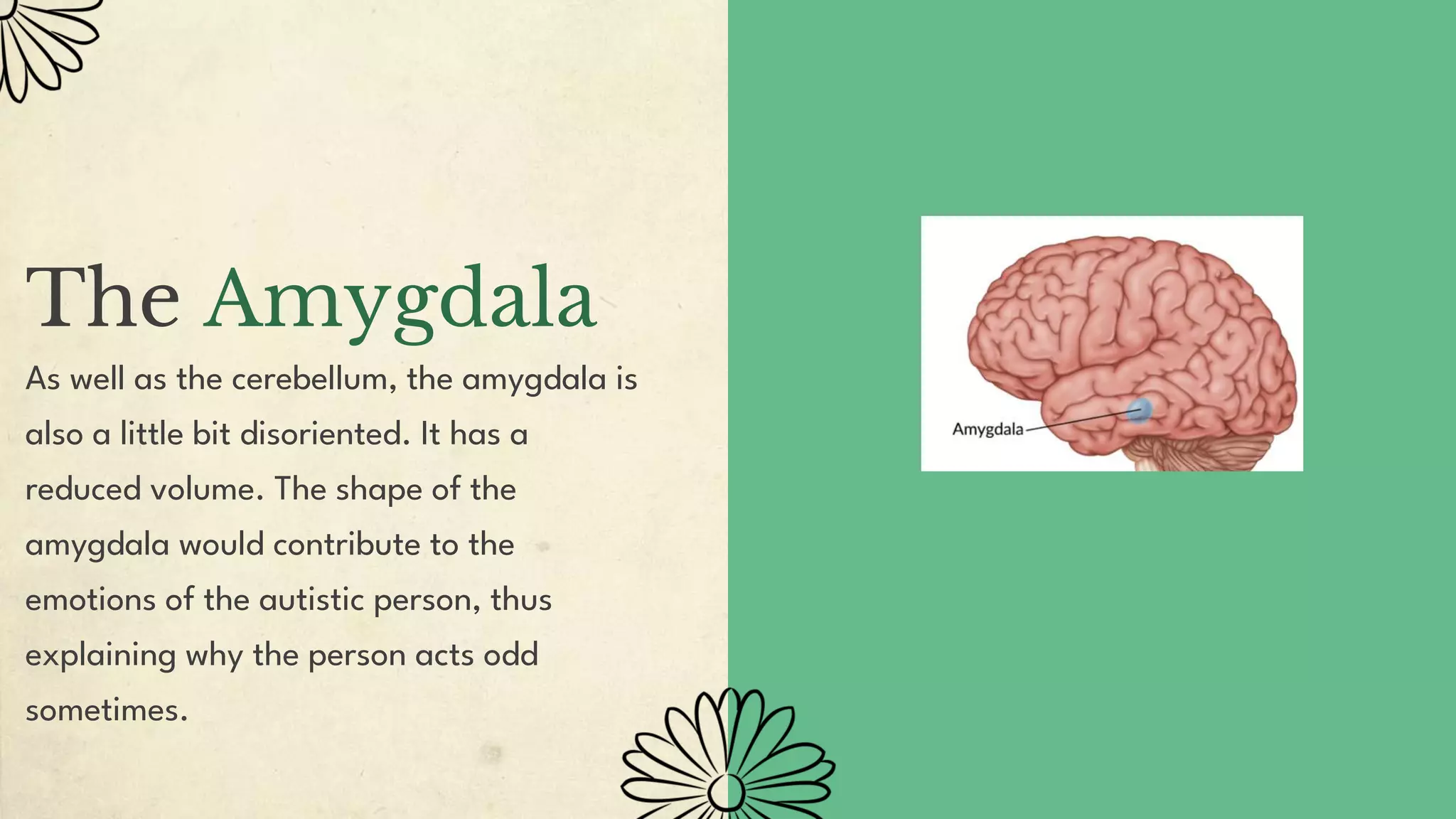 Neurobiology: Autism | PPTX