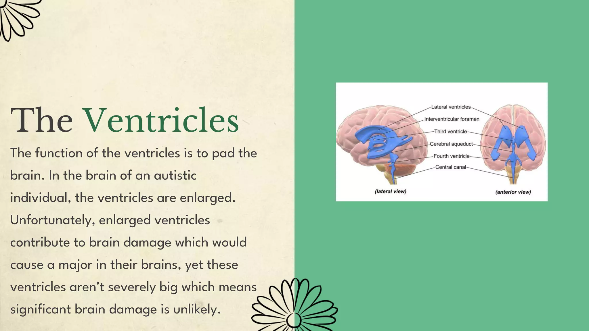 Neurobiology: Autism | PPTX