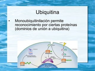 Autismo Ubiquitina 2010 | PPT