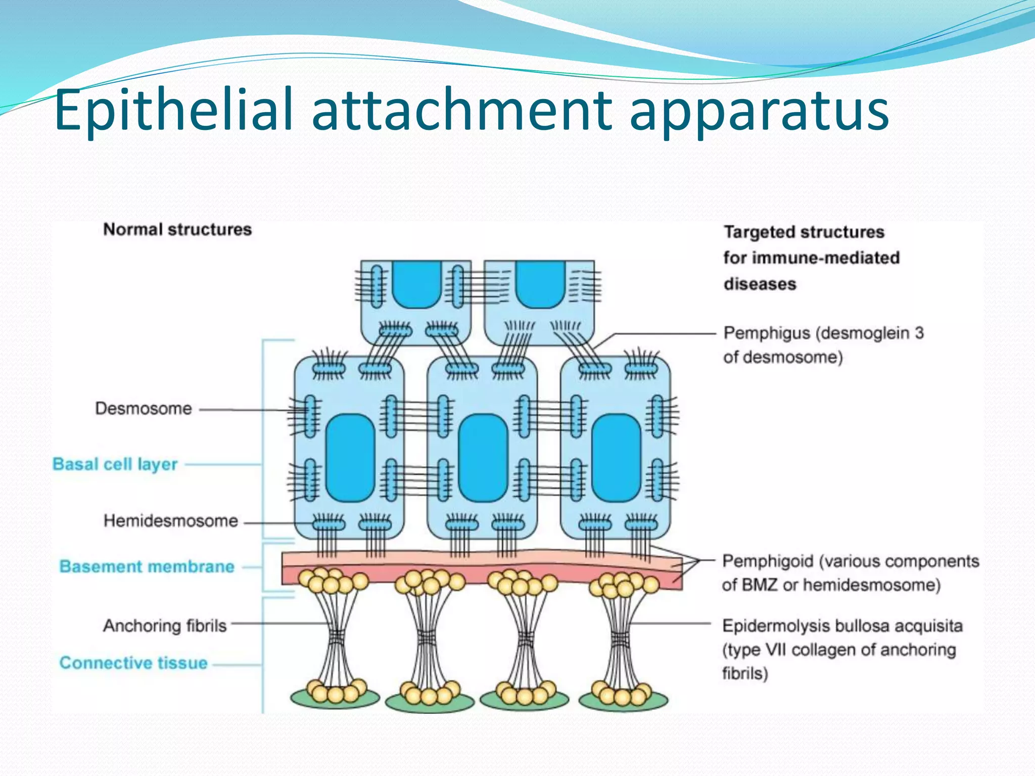Auto immune disorders of the oral cavity | PPTX