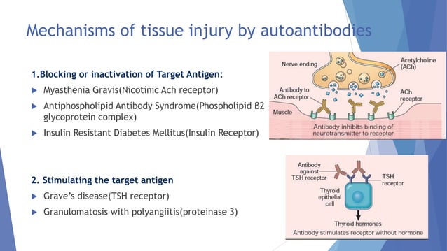 Autoantibody testing in CTD.pptx | Blood Disorders | Diseases and ...