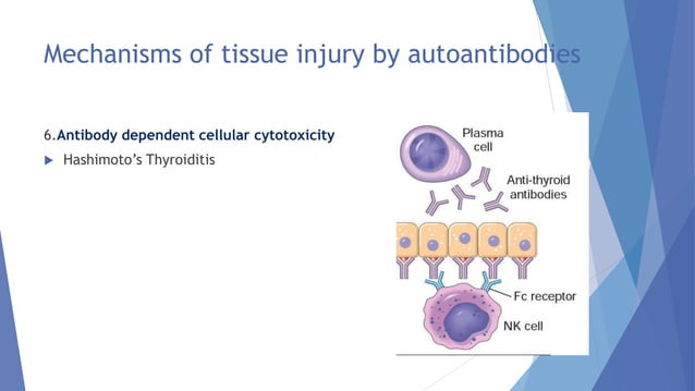 Autoantibody testing in CTD.pptx | Blood Disorders | Diseases and ...