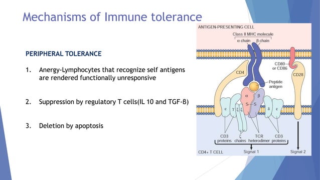 Autoantibody testing in CTD.pptx | Blood Disorders | Diseases and ...