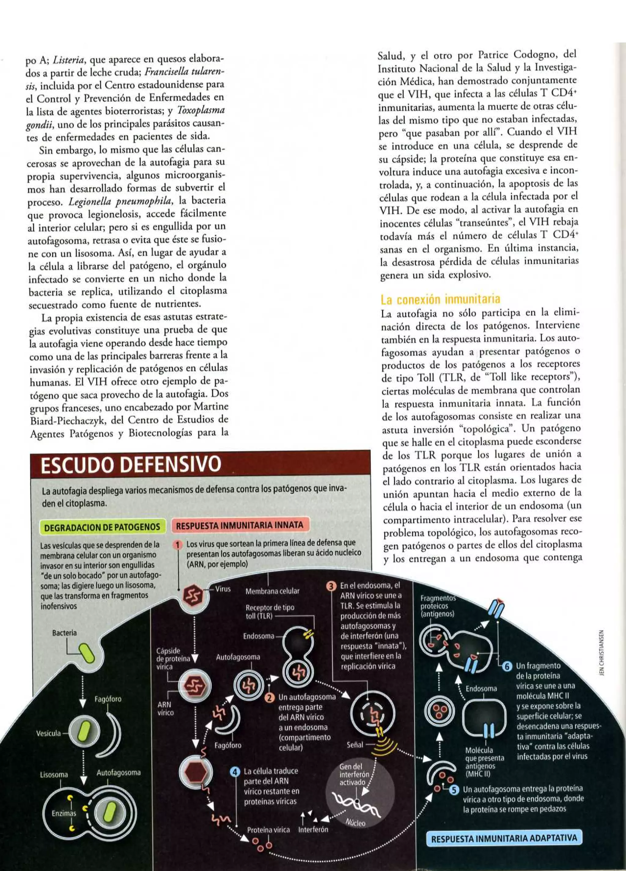 Autofagia | PDF