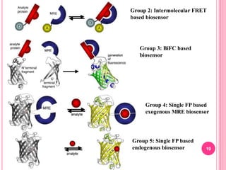 Autofluorscent protein based biosensor | PPT