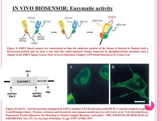 Autofluorscent protein based biosensor | PPTX