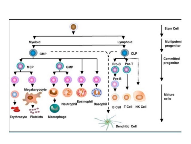 Autoimmune Disease: Understanding the Inflammation Within