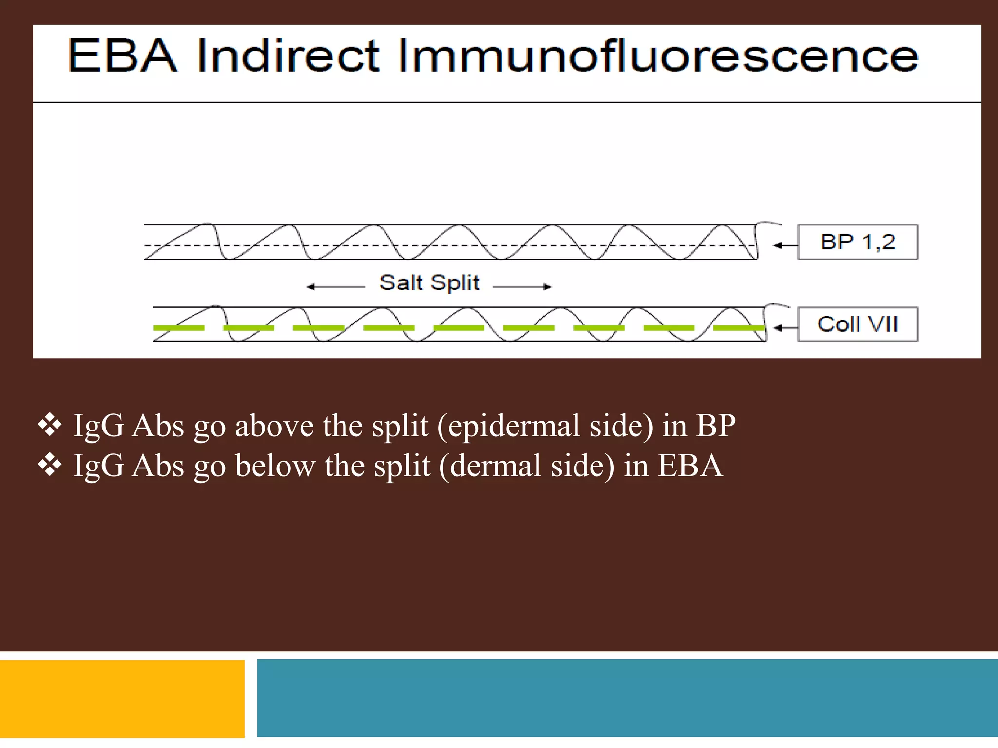 Autoimmune bullous lesions of skin | PPTX