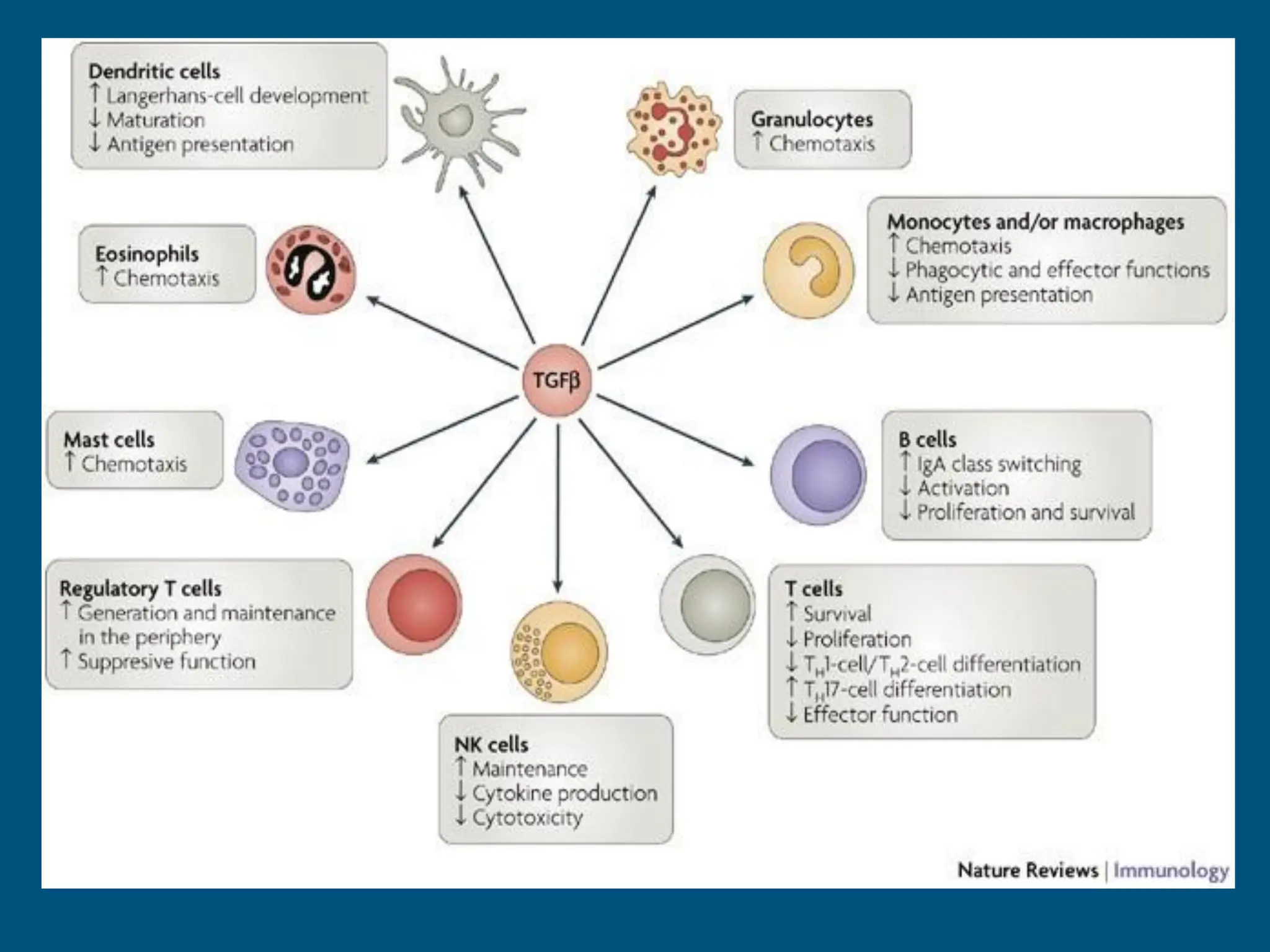 Autoimmune disease .Types diagnosis and treatment | PPT