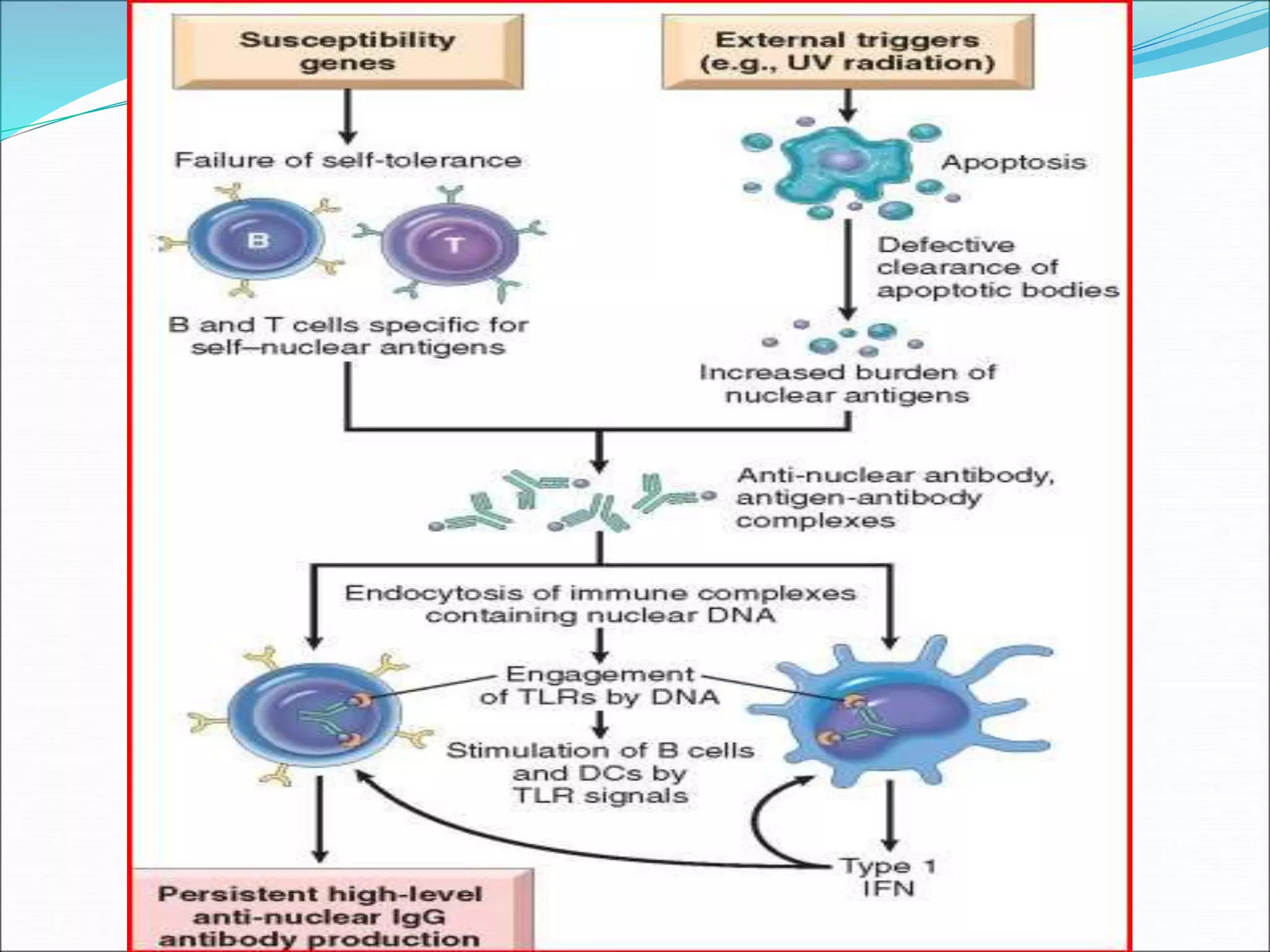 AUTOIMMUNE DISEASES.ppt