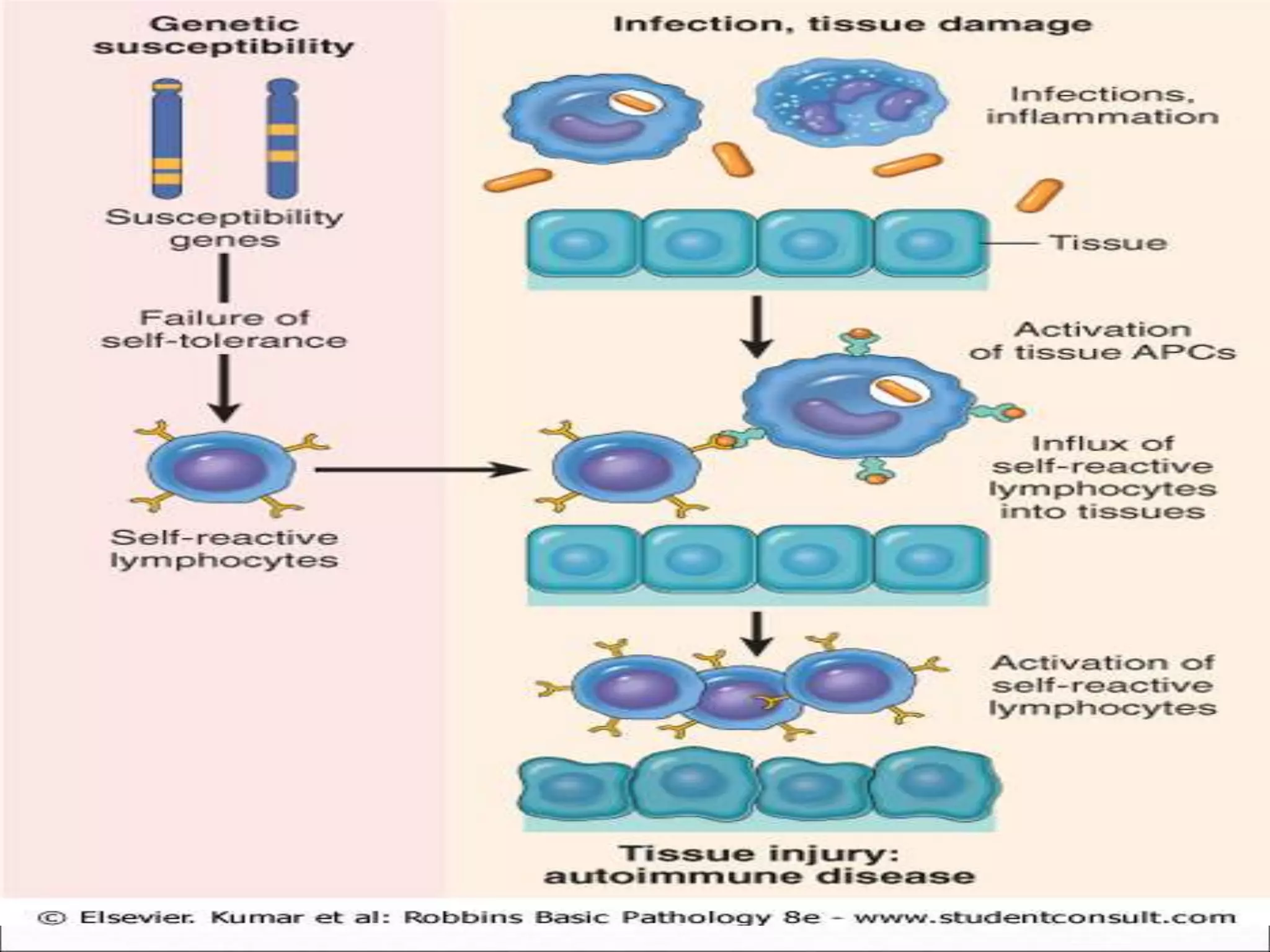 AUTOIMMUNE DISEASES.ppt