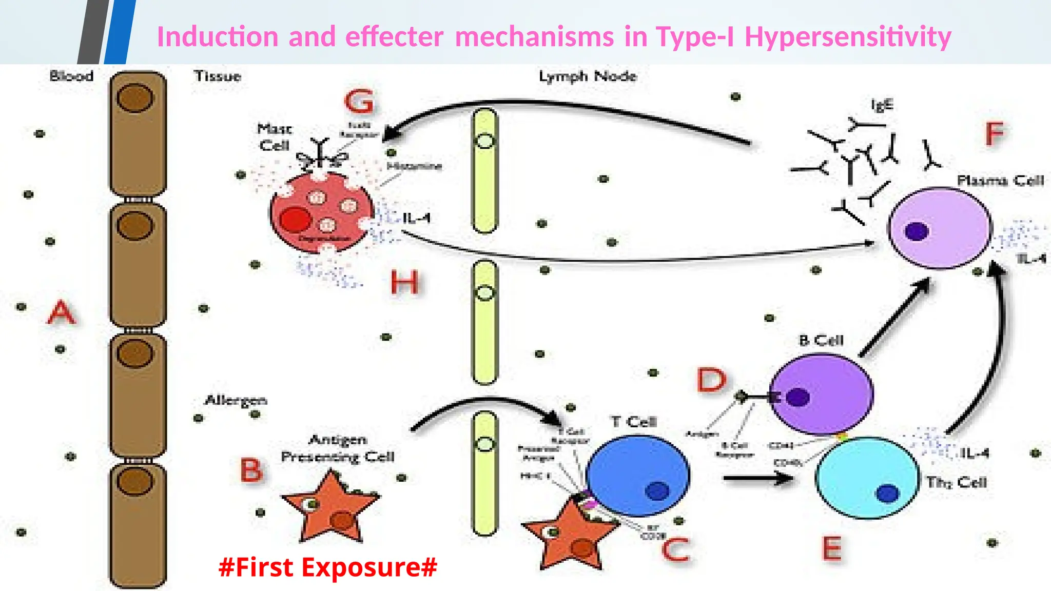 AUTOIMMUNE DISEASES and HYPERSENSITIVITY REACTIONS.pptx | Allergies ...