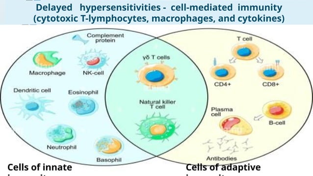 AUTOIMMUNE DISEASES and HYPERSENSITIVITY REACTIONS.pptx | Allergies ...