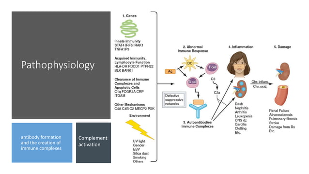 Obstetric management of SLE and APLS | PPTX | Pregnancy | Reproductive ...
