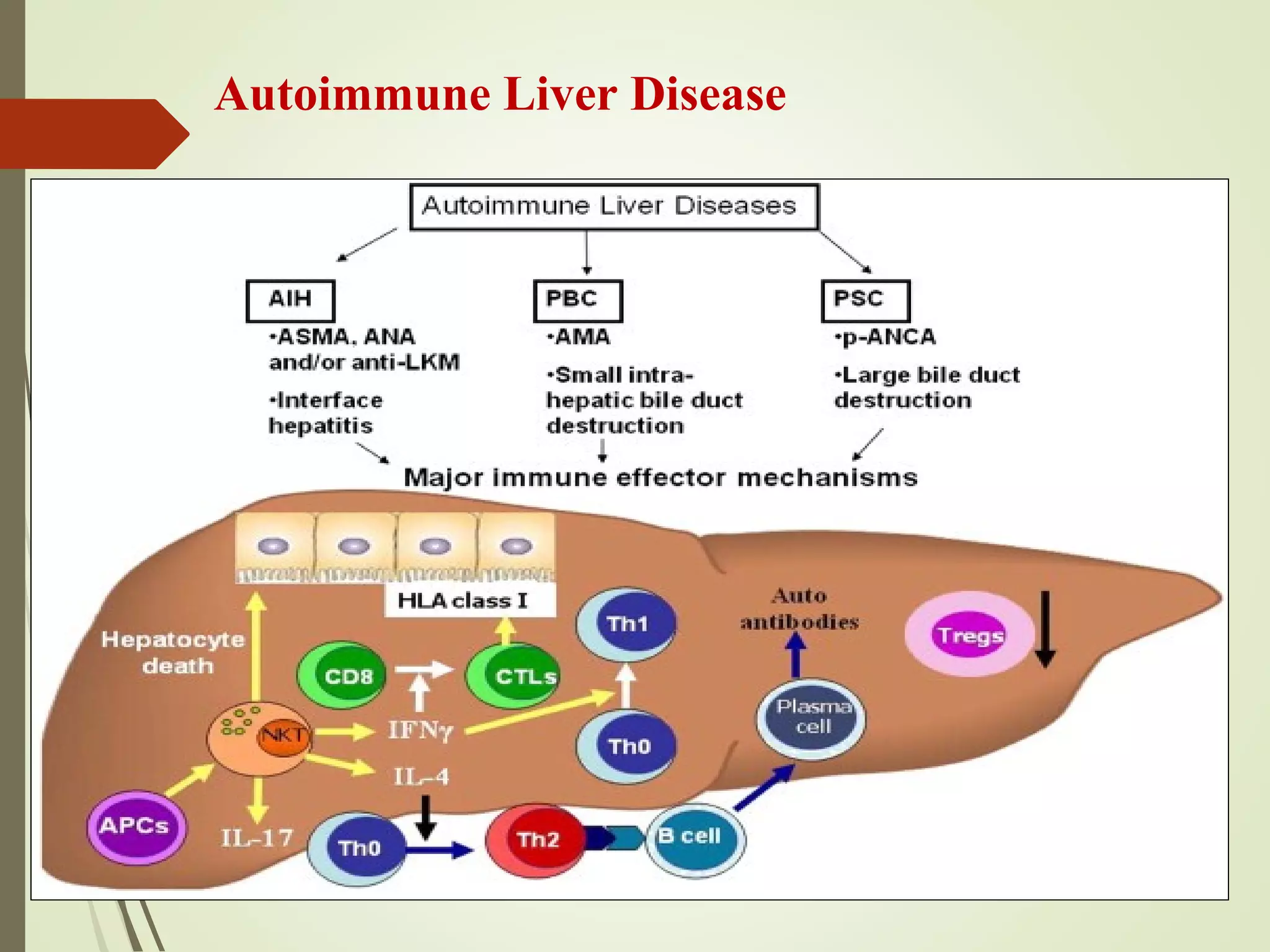 Autoimmune liver disease laboratory diagnosis | PPT